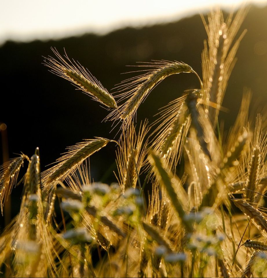 PRO AMS 39% - ProFertilizer shop